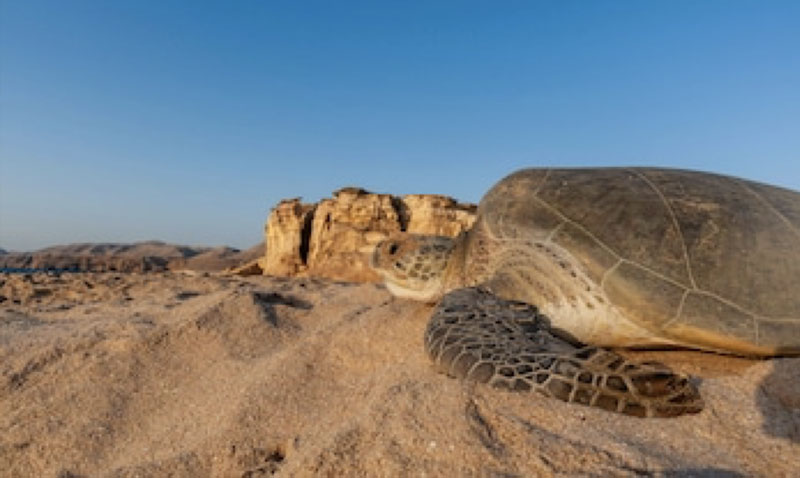 How to spend 10 days in Oman | Onanta Forbes